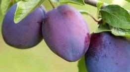 Medica recept (medena rakija, rakija od meda) - Rakija.com.hr